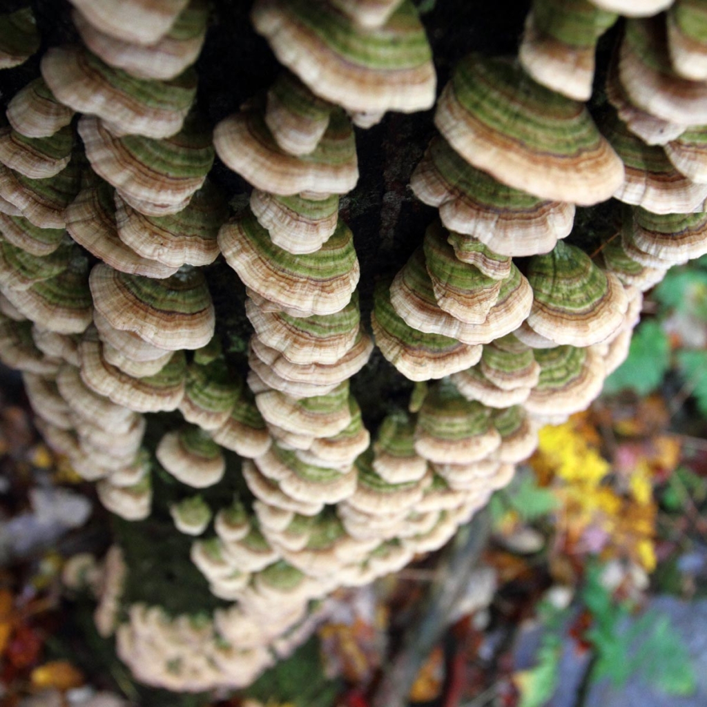 Turkey Tails – Boho Boto